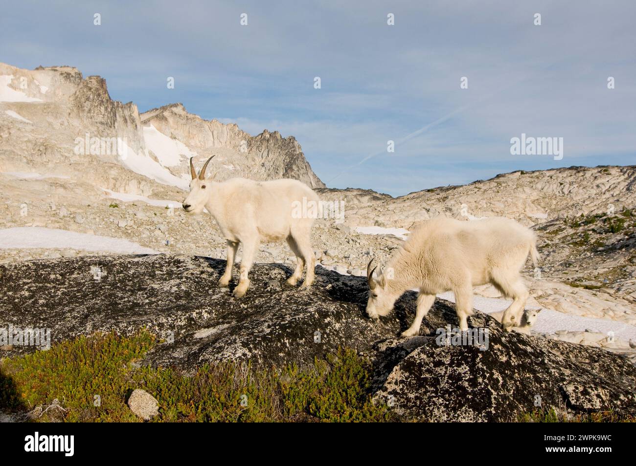Mountain goats Oreamnos americanus in the Enchantments Alpine Lakes ...