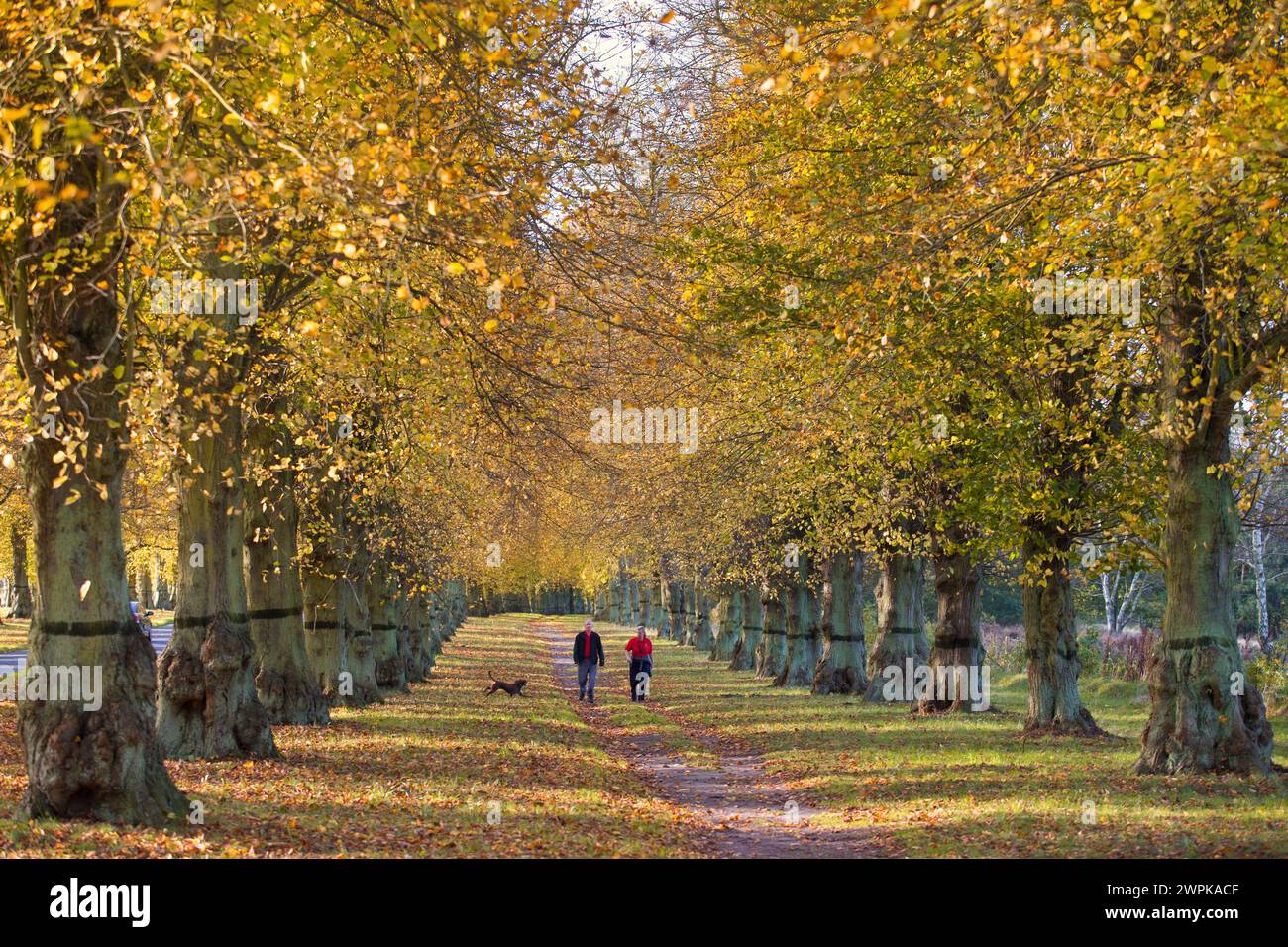 Nigel stock hi-res stock photography and images - Alamy