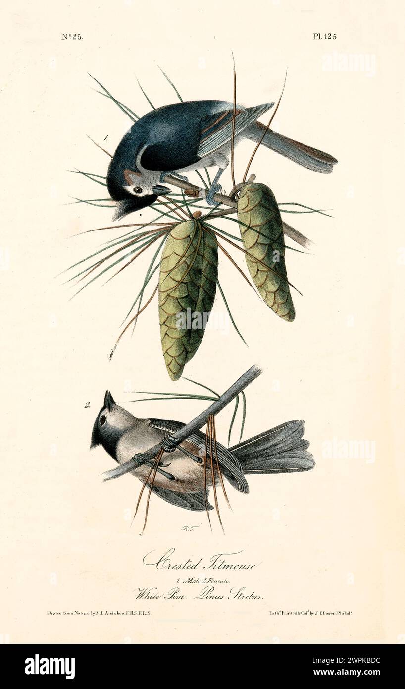 Two small birds with black crests and soft grey plumage perched among ...