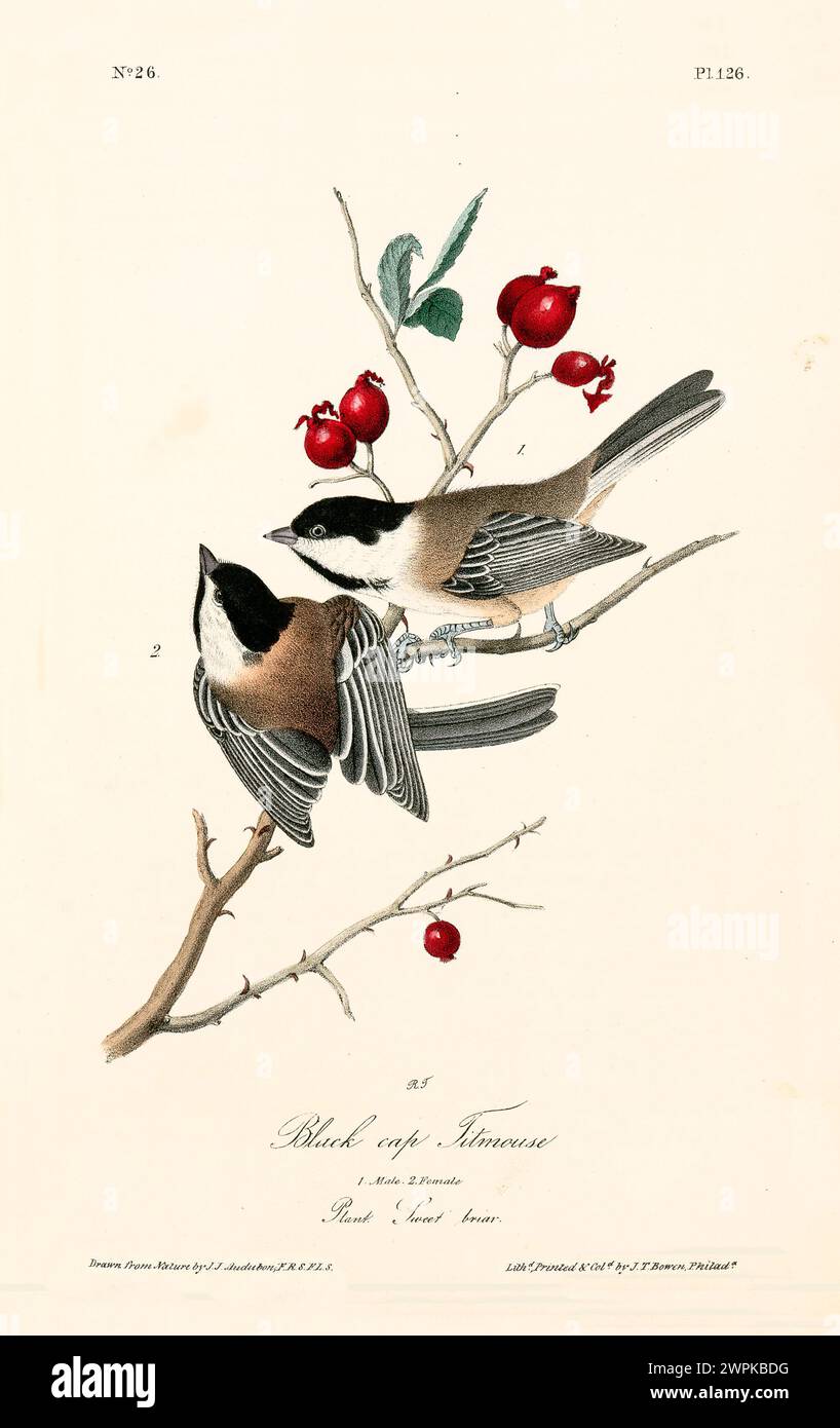 Cap titmouse hi-res stock photography and images - Alamy