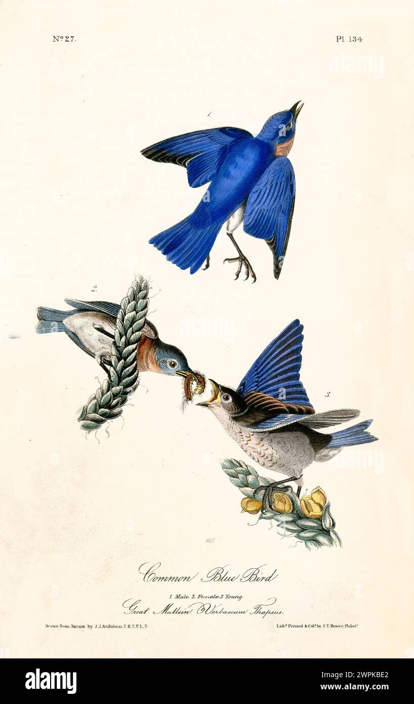 A vivid blue bird in flight hovers above a tender scene of feeding ...