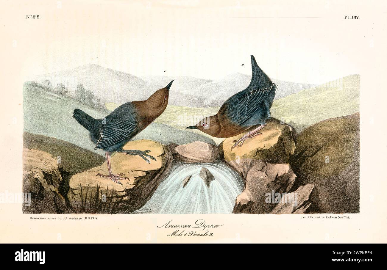 Two birds on rocks beside a stream, captured in a naturalistic mountain ...