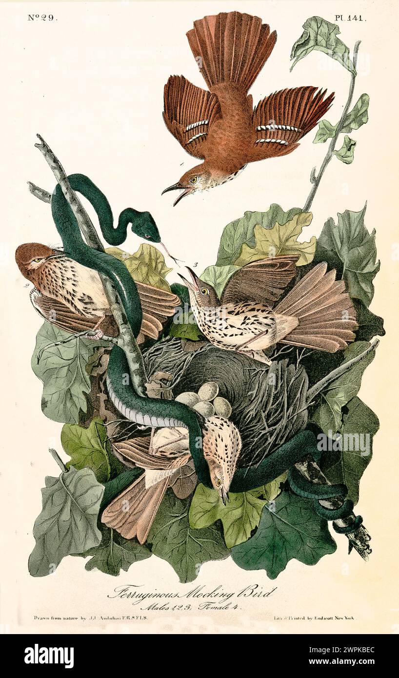 Ferruginous mockingbird hi-res stock photography and images - Alamy