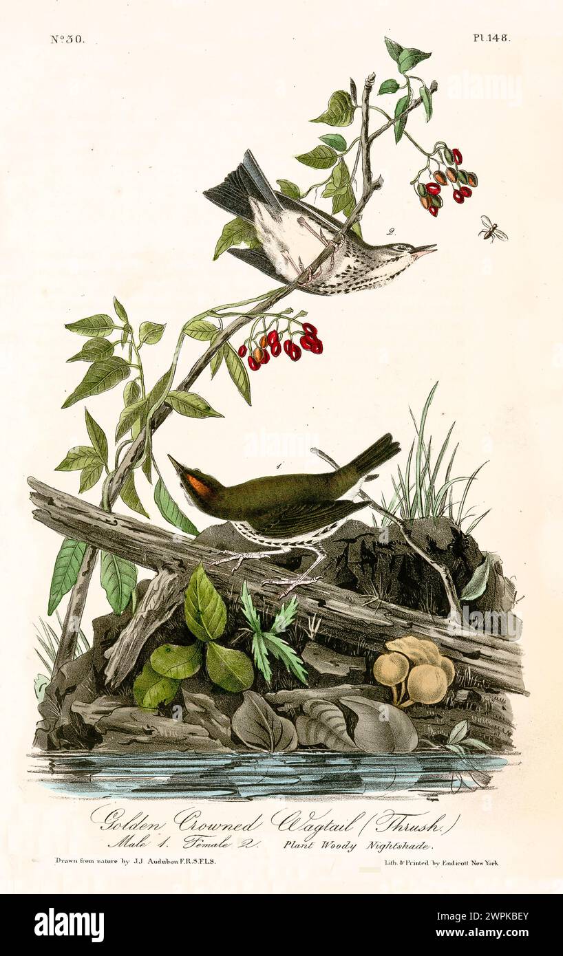 Two birds explore the banks of a wooded stream, amid nightshade and ...