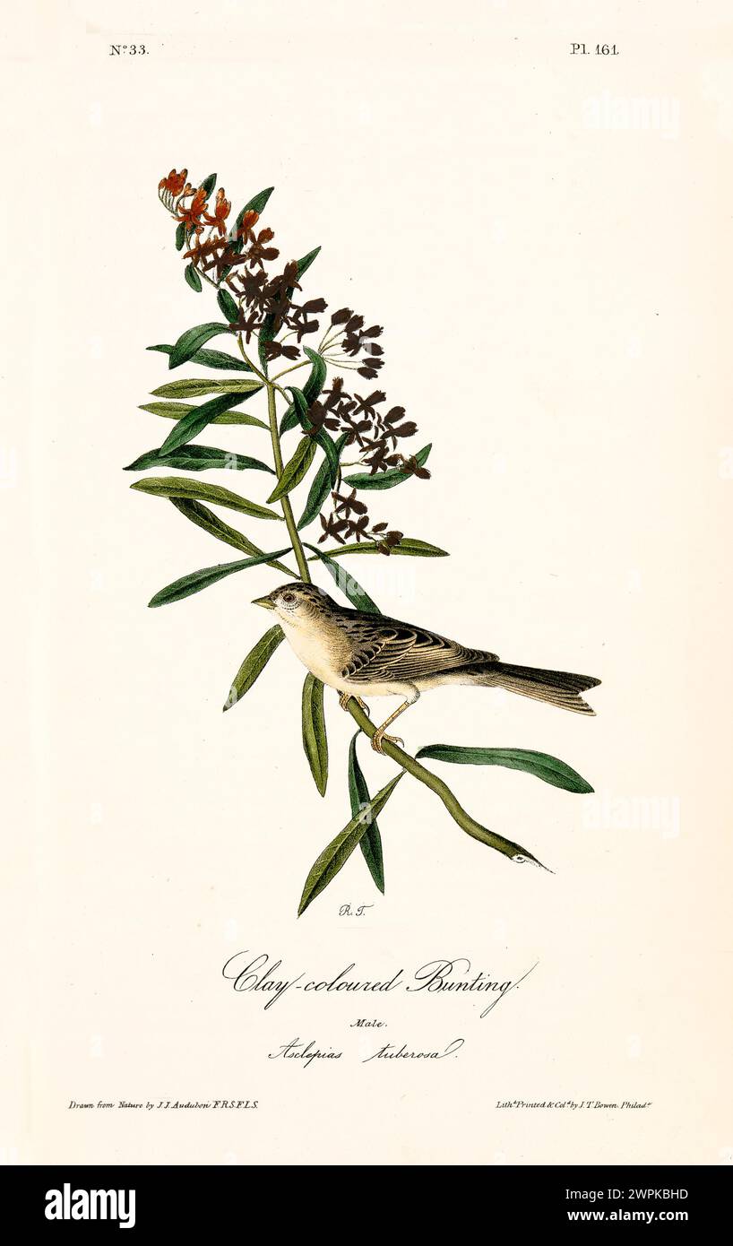 Richly detailed and colorfully illustrated bird perched on a flowering ...