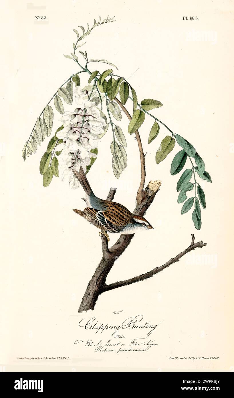 Richly detailed and colorfully illustrated bird perched on a flowering ...