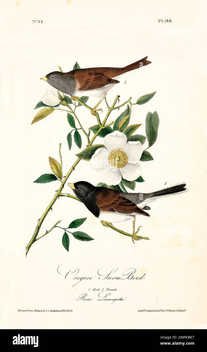 Richly detailed and colorfully illustrated birds among blooming white ...
