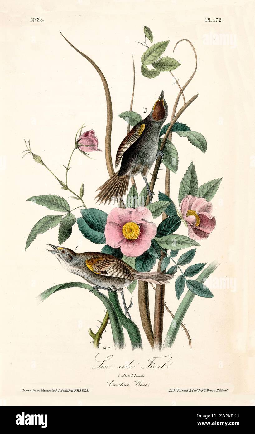 Richly detailed and colorfully illustrated finches among blooming ...