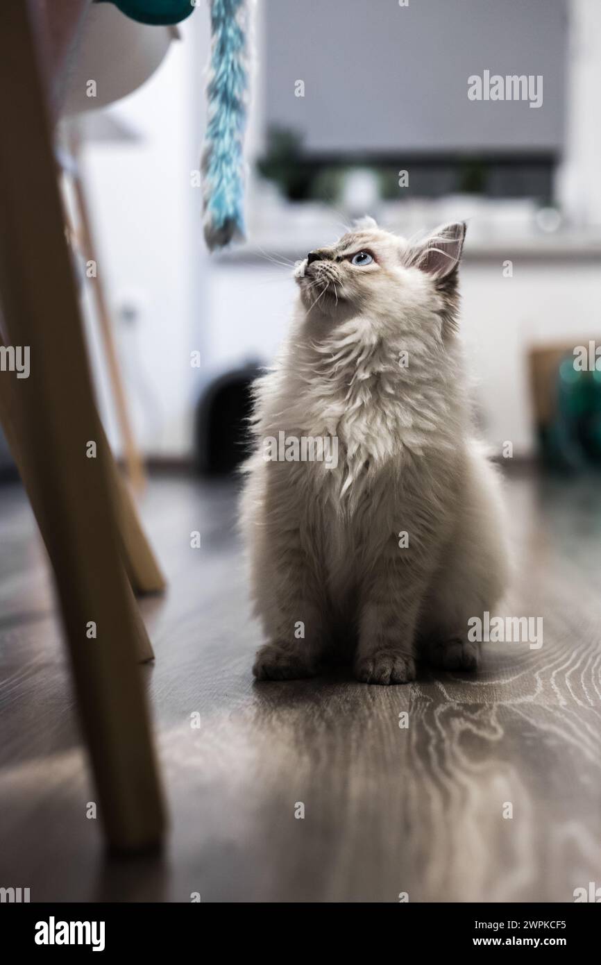 A cute young domestic cat indoor Stock Photo - Alamy