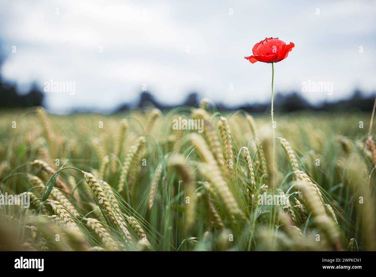 Pretty flower in countryside hi-res stock photography and images - Alamy