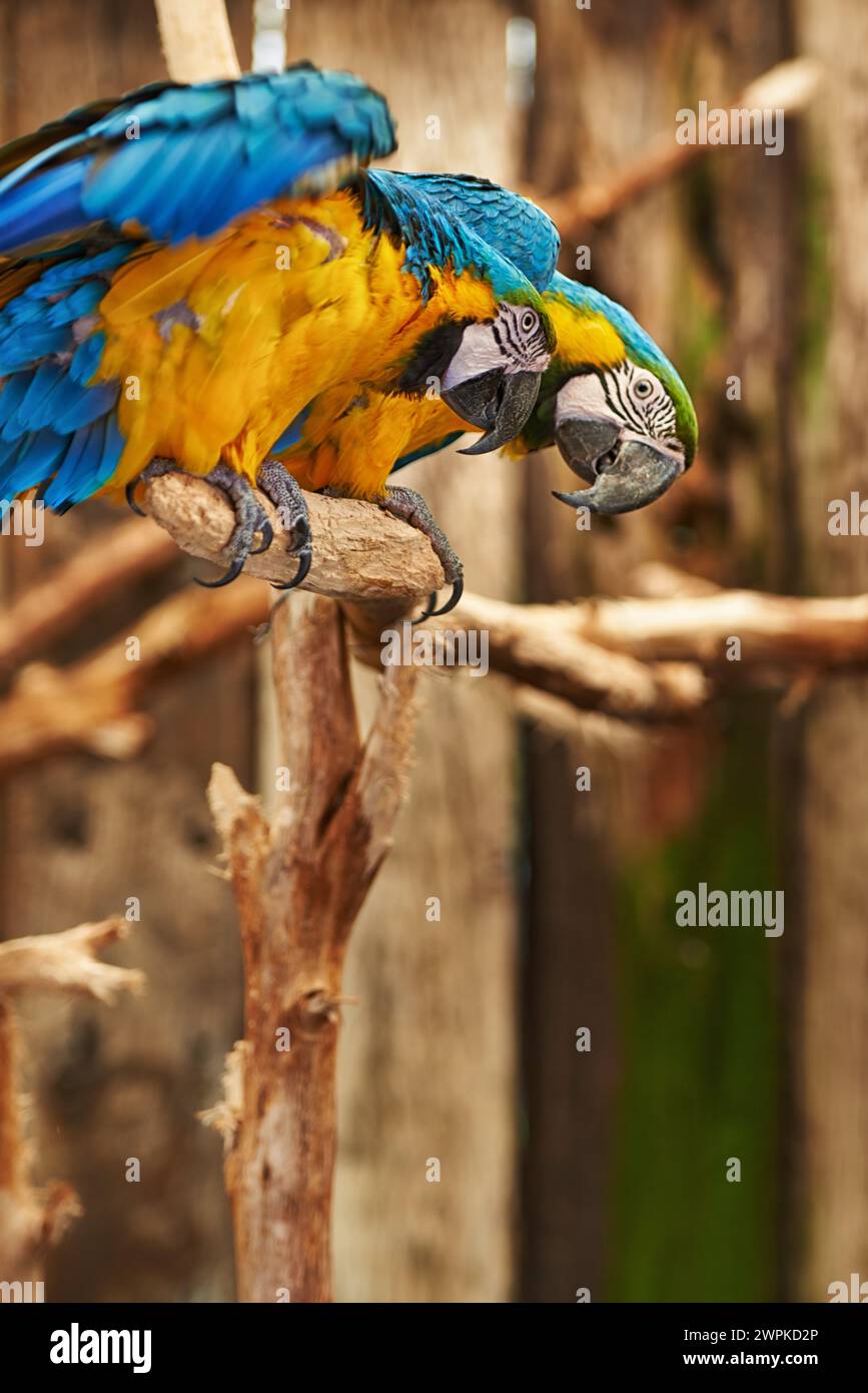 Parrots, cage and feathers with nature, park and wings with birds ...