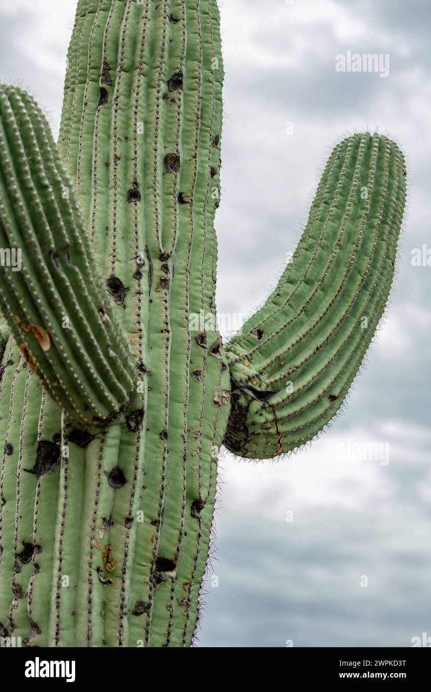 giant saguaro cactus up close against stormy arizona sky Stock Photo ...