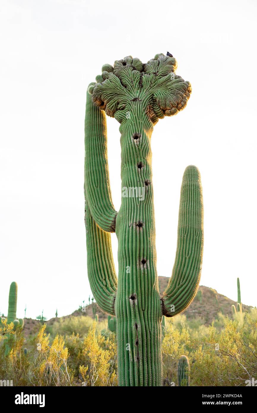 unique giant saguaro cactus in desert garden Stock Photo - Alamy