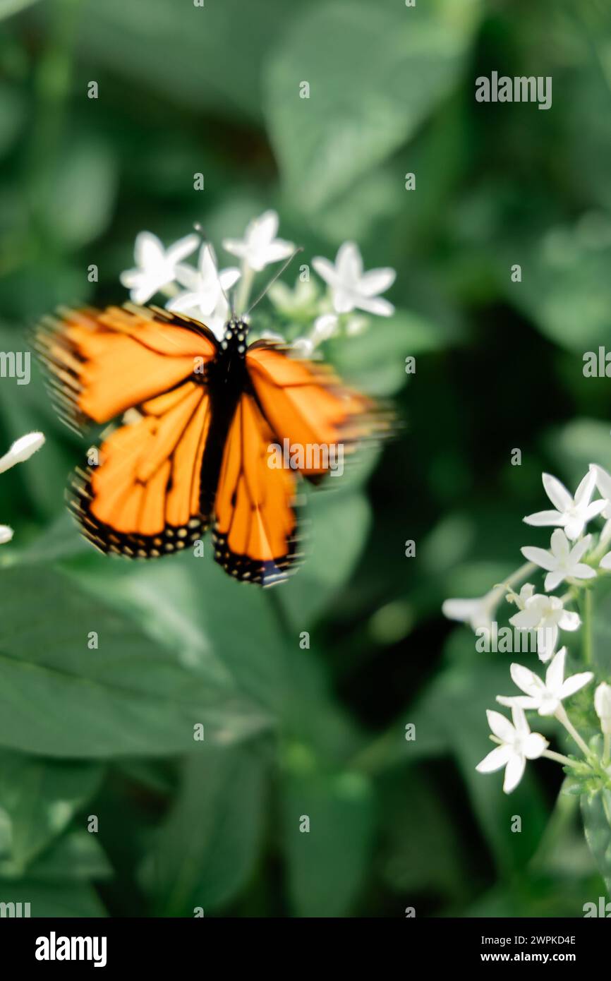 fluttering monarch butterfly wings on white flower against green plant ...