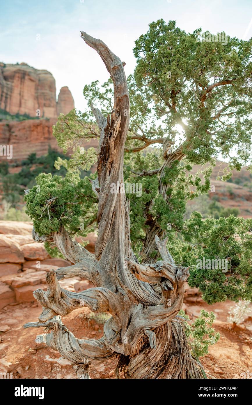 Sedona Arizona Vortex Spiral Landscape with mountain and trees Stock ...