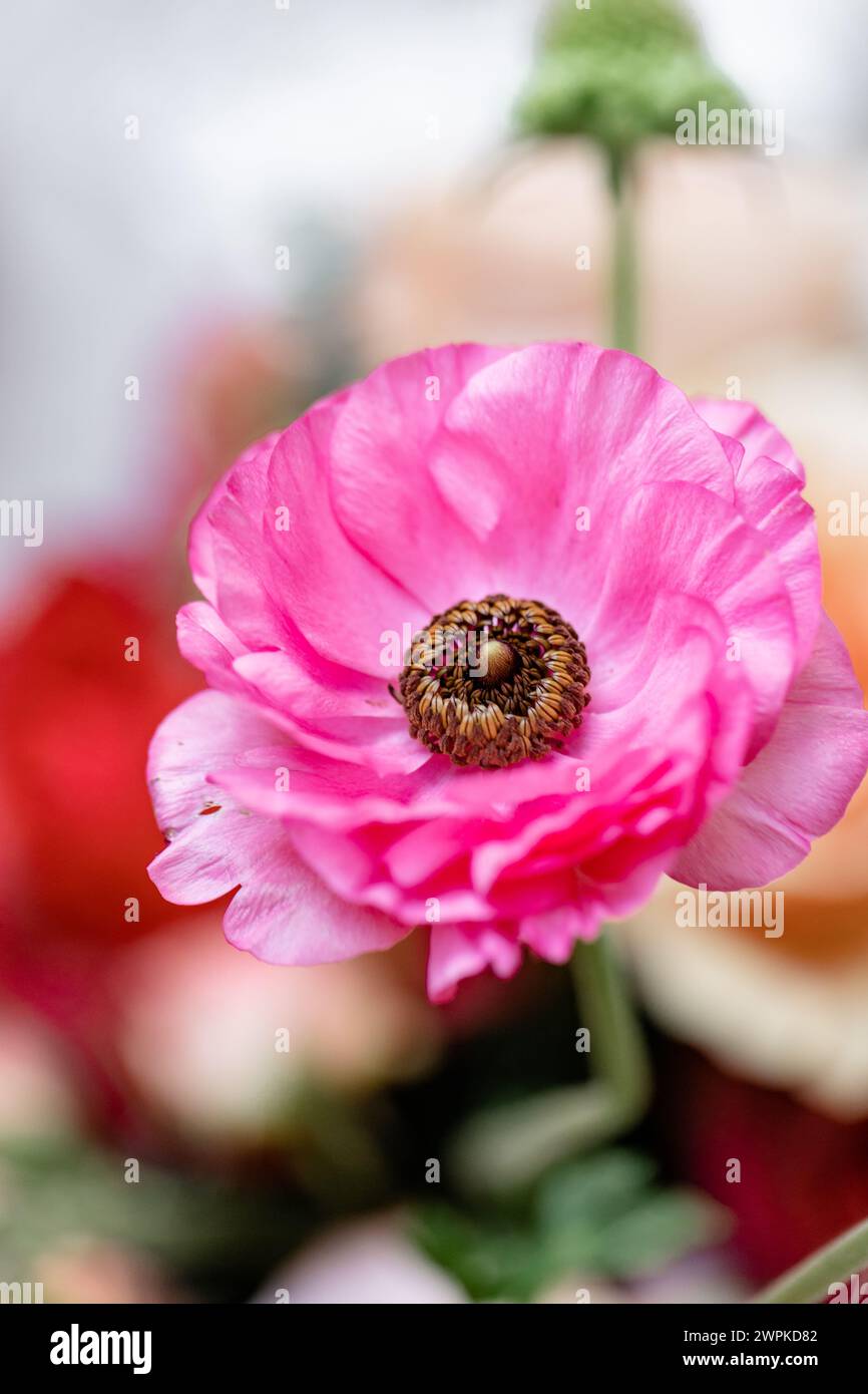 macro of pink flower up close details Stock Photo - Alamy