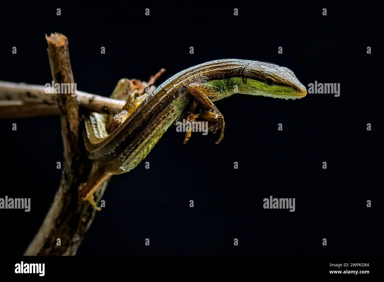 The grass lizard belongs to the Lacertidae Stock Photo - Alamy