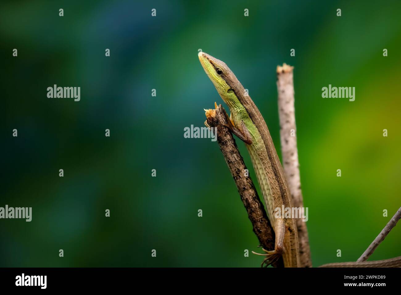The grass lizard belongs to the Lacertidae Stock Photo - Alamy