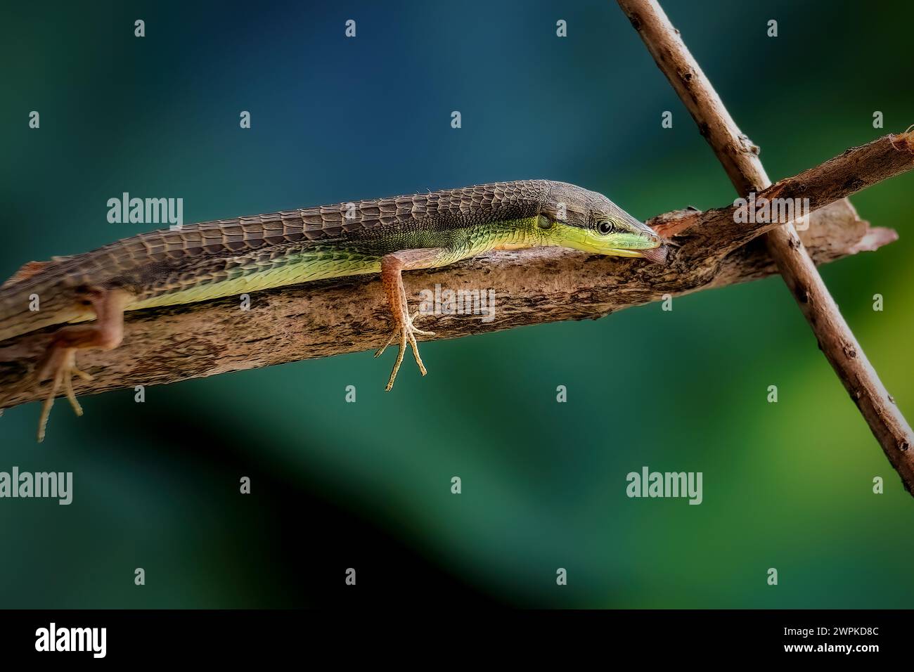 The grass lizard belongs to the Lacertidae Stock Photo - Alamy
