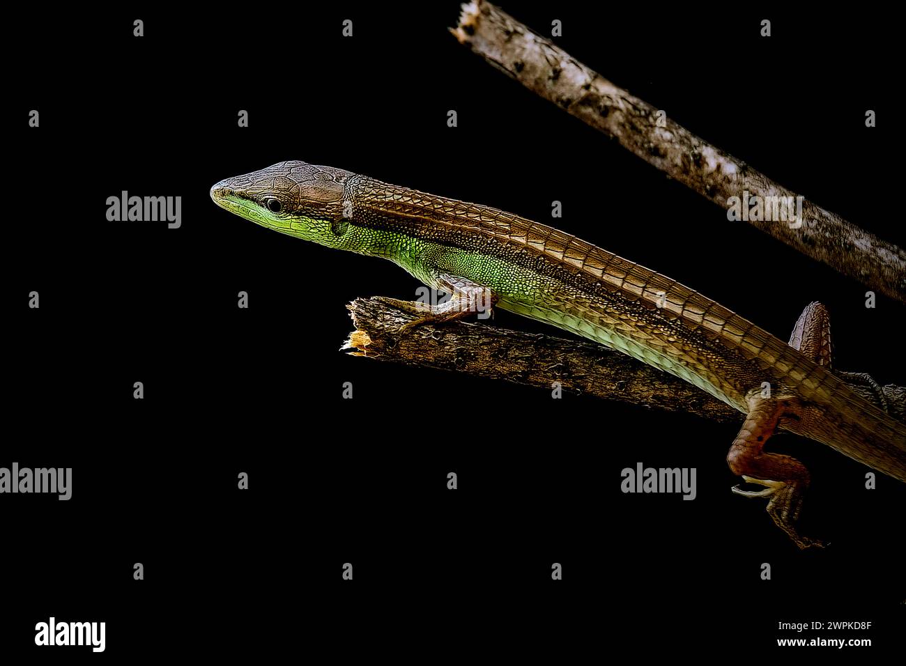 The grass lizard belongs to the Lacertidae Stock Photo - Alamy