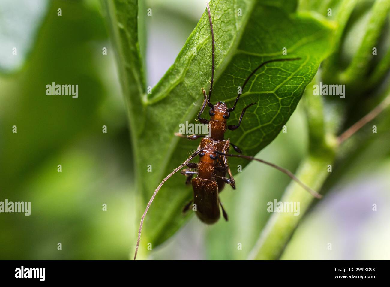 A macro photo of a small bug in nature outdoor Stock Photo - Alamy