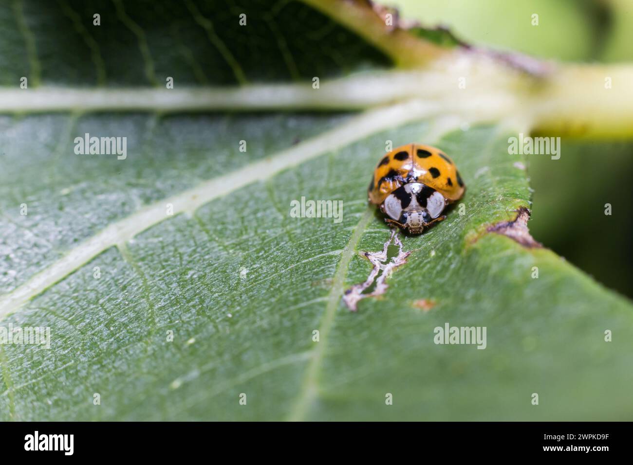 A macro photo of a ladybug on a green leaf in nature outdoors Stock ...