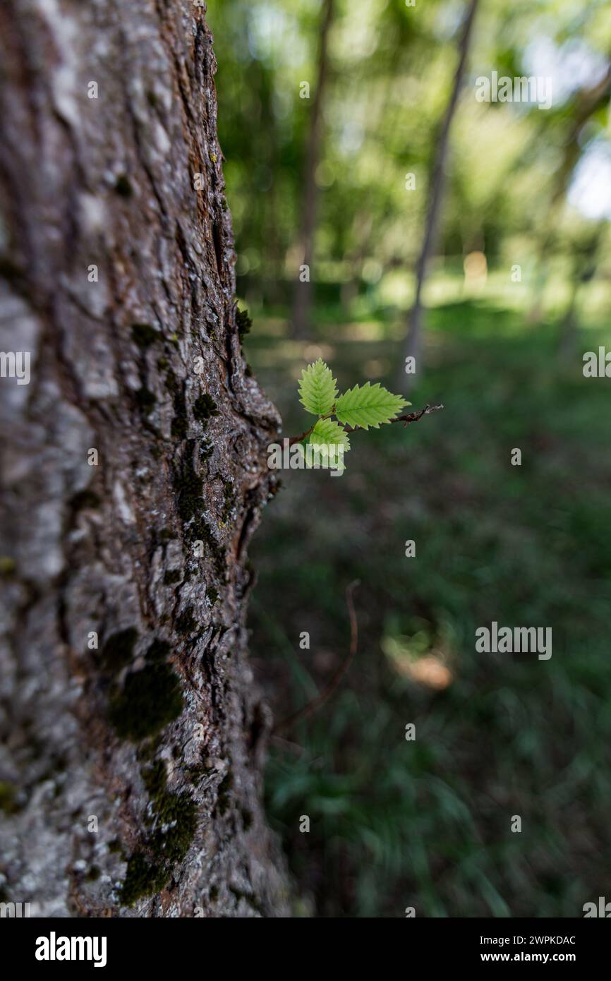 Little sprout hi-res stock photography and images - Alamy