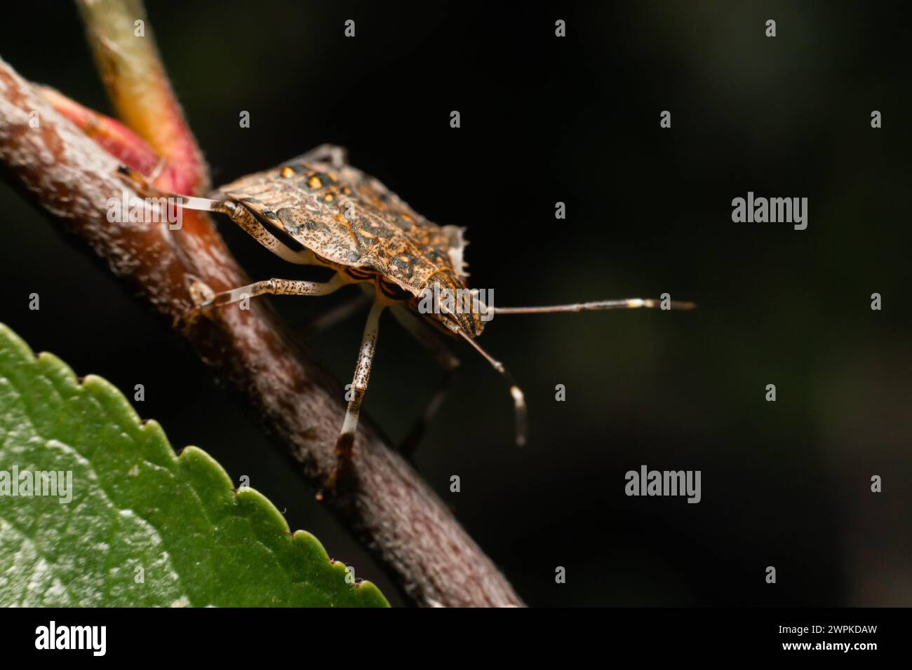 Close up photo of insect in nature hi-res stock photography and images ...