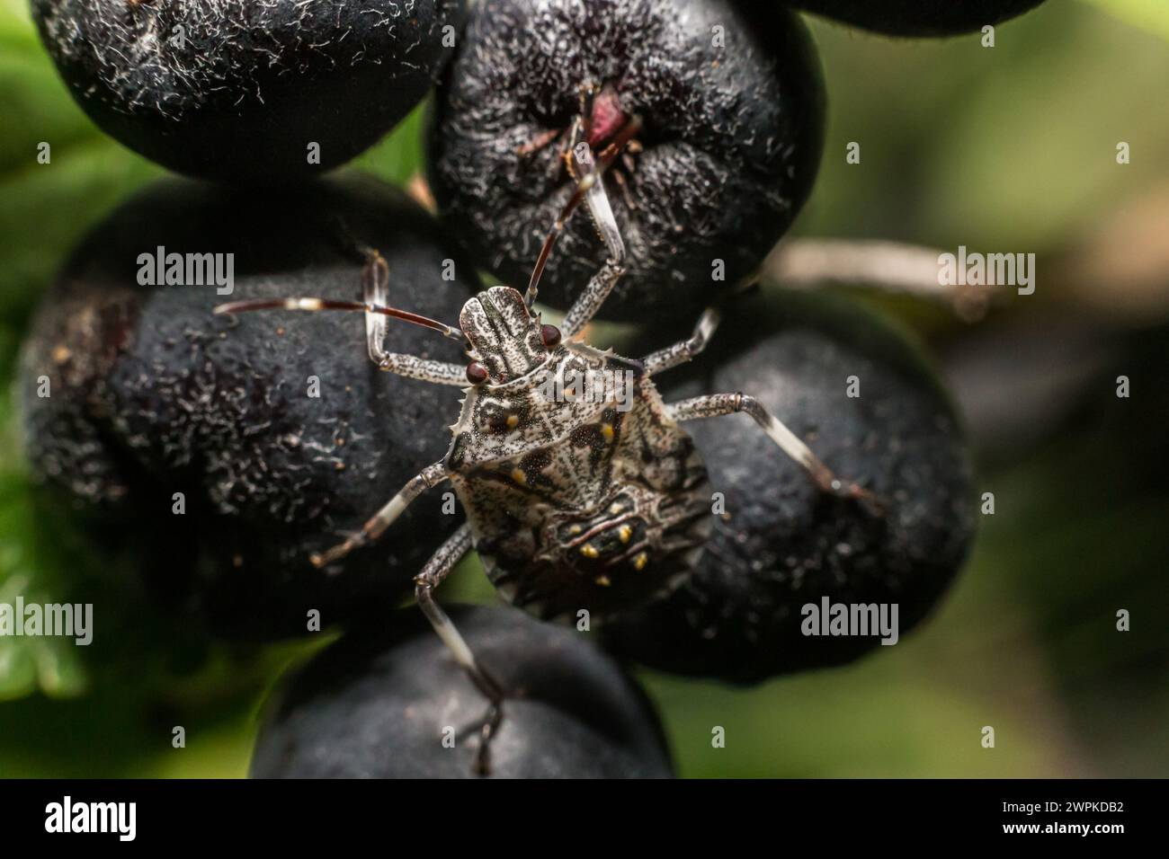 Close up photo of insect in nature hi-res stock photography and images ...