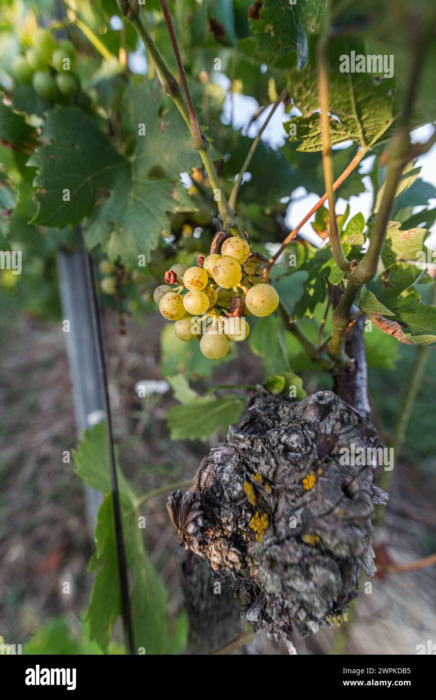 Grapes in an agriculture vineyard in nature outdoor Stock Photo - Alamy