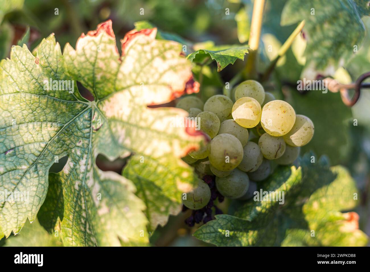 Grapes in an agriculture vineyard in nature outdoor Stock Photo - Alamy
