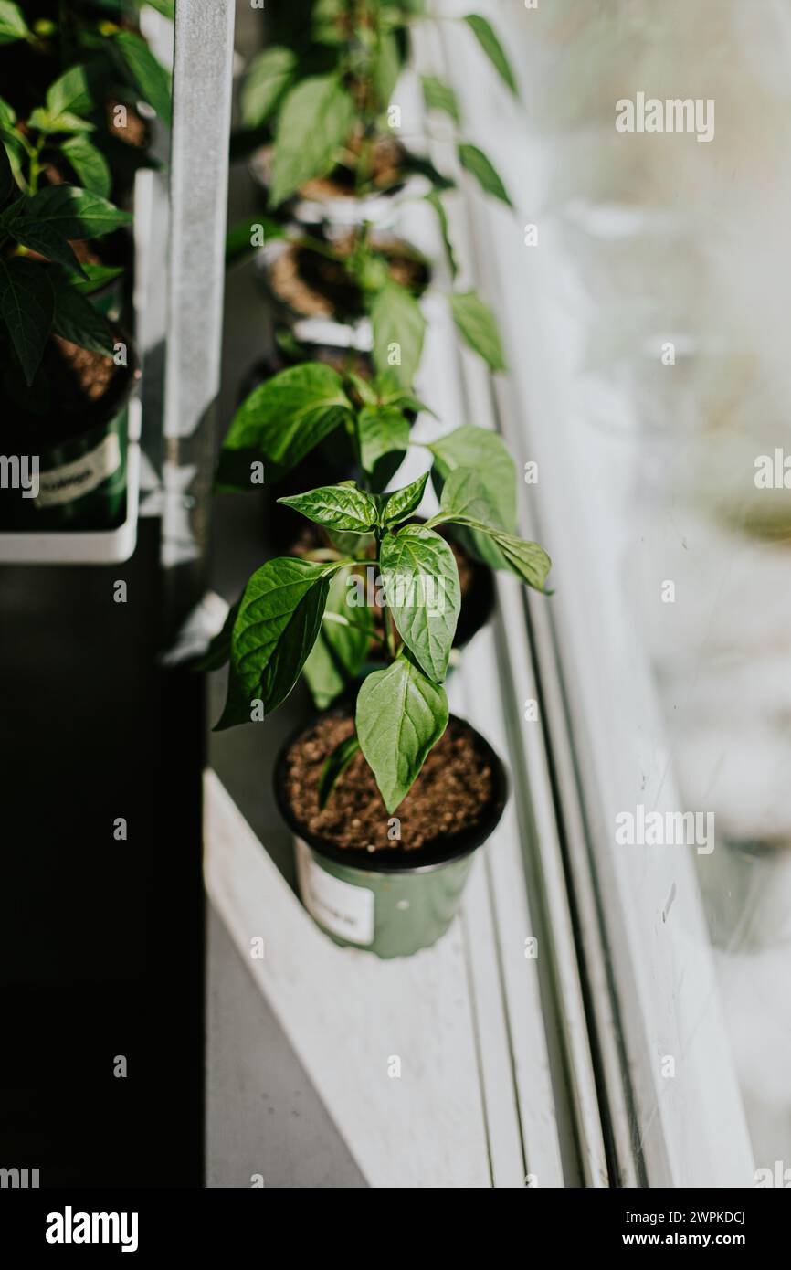 Indoor pepper plants sitting in window sill Stock Photo - Alamy