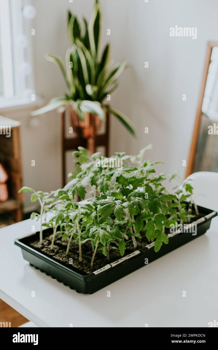 Tray of indoor tomato plants for the backyard garden Stock Photo - Alamy