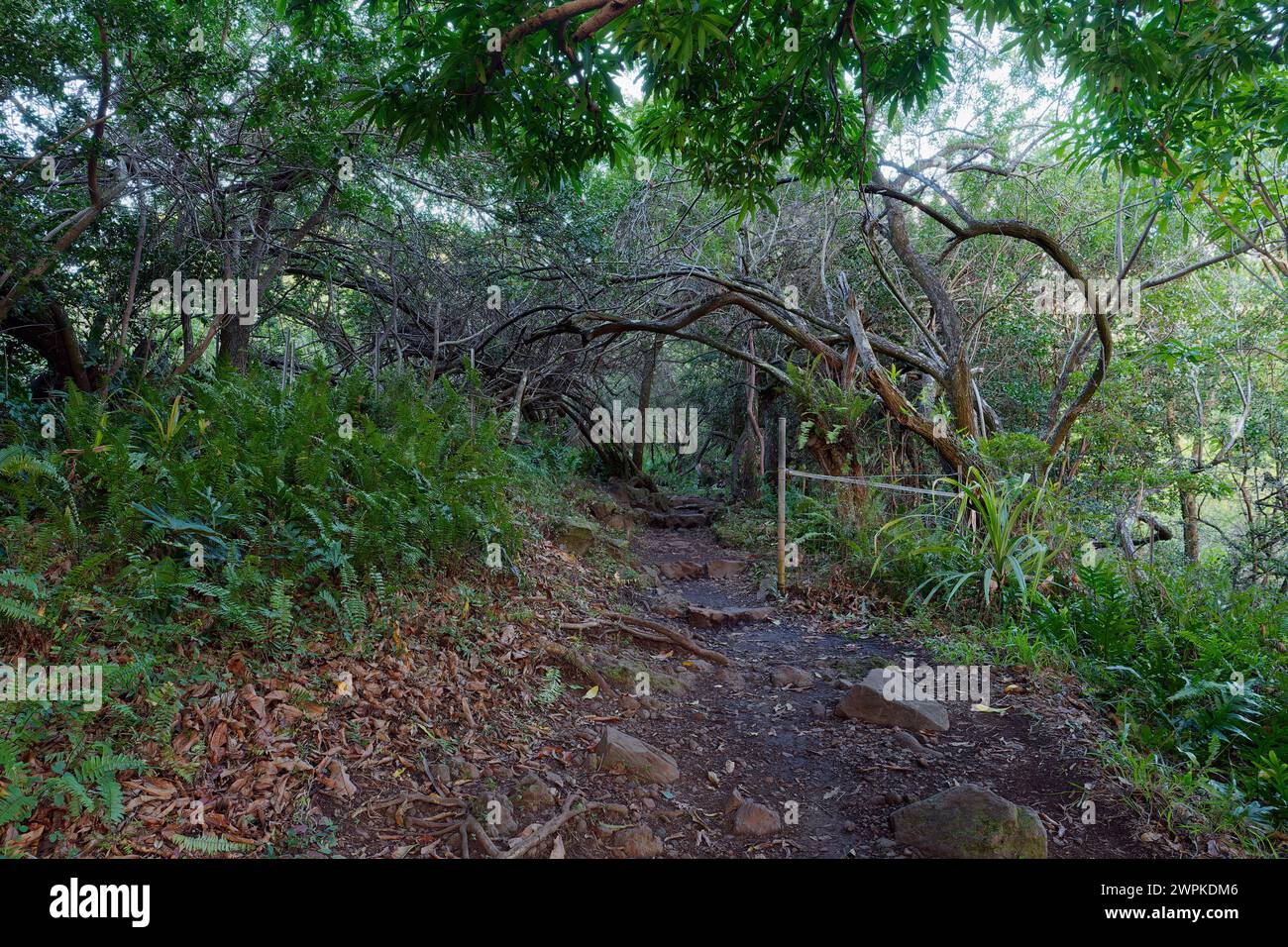 A forest path on the Pipiwai Trail on the island of Maui, Hawaii, USA ...