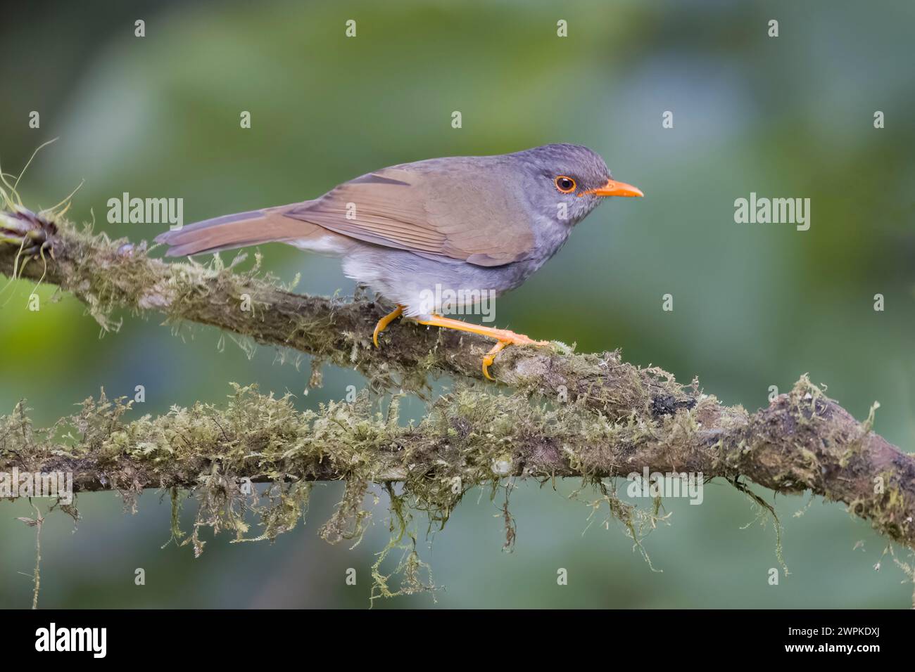 Orange-billed Nightingale-Thrush in Colombia South America Stock Photo ...