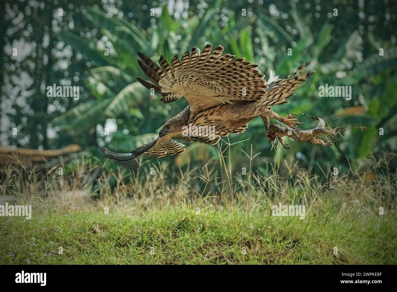 Changeable hawk-eagle catch small monitor lizard Stock Photo - Alamy