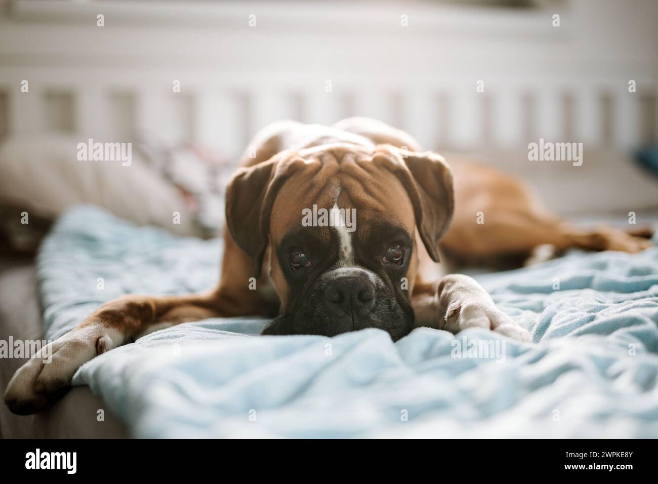 Young boxer dog sleeping hi-res stock photography and images - Alamy