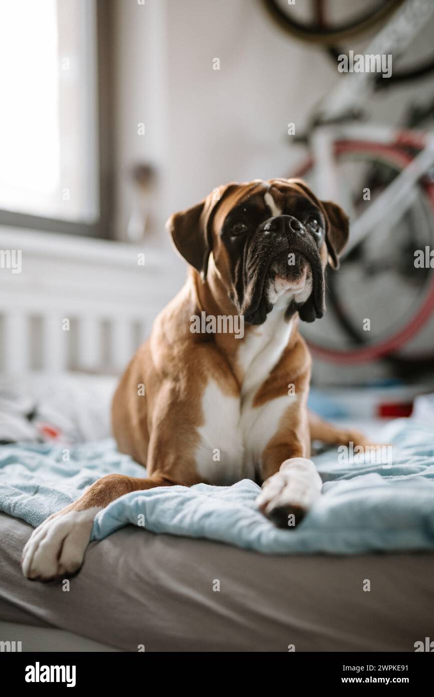 White male boxer dog hi-res stock photography and images - Alamy