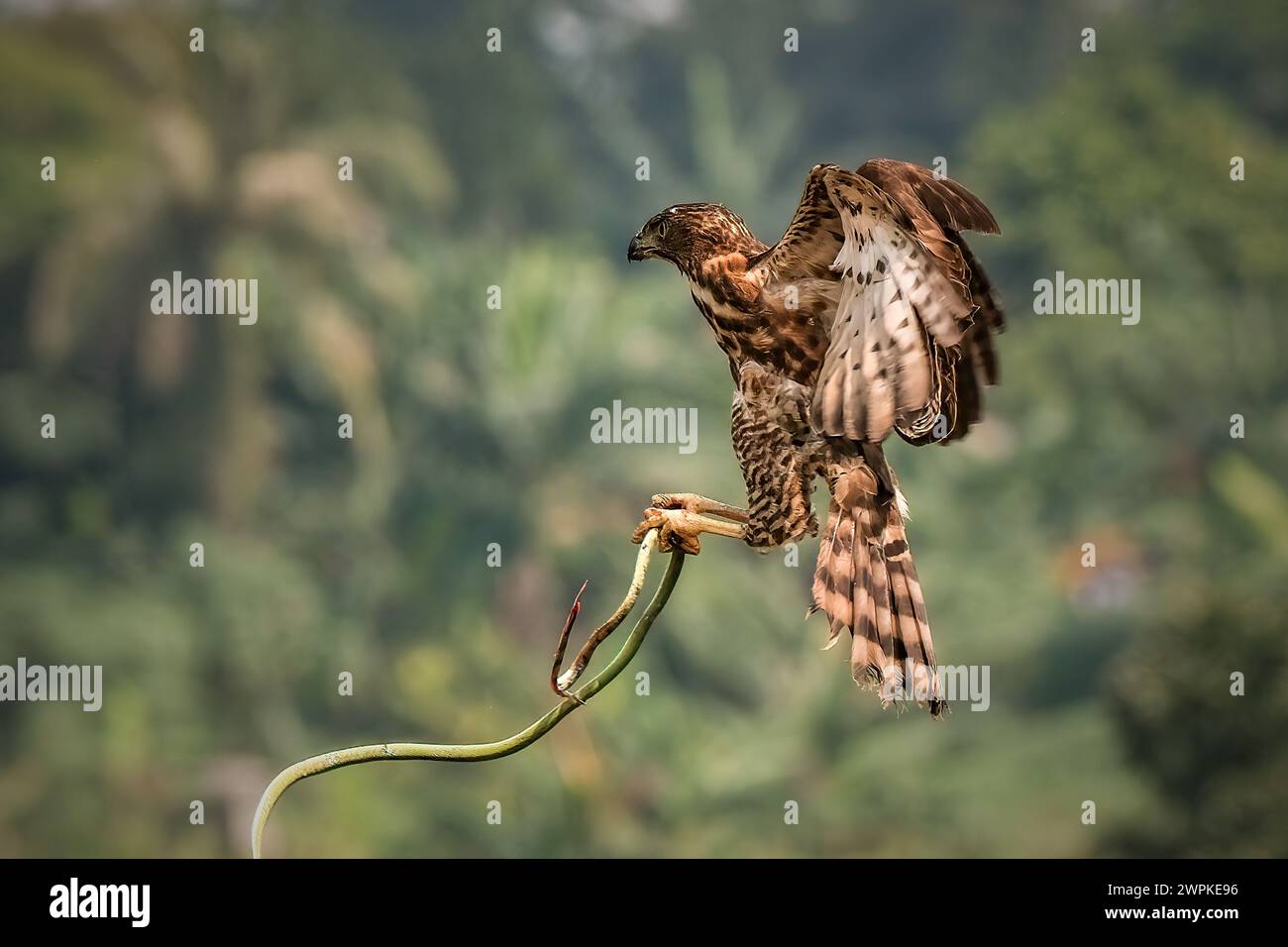 Crested Goshawk bird fighting with snake Stock Photo - Alamy