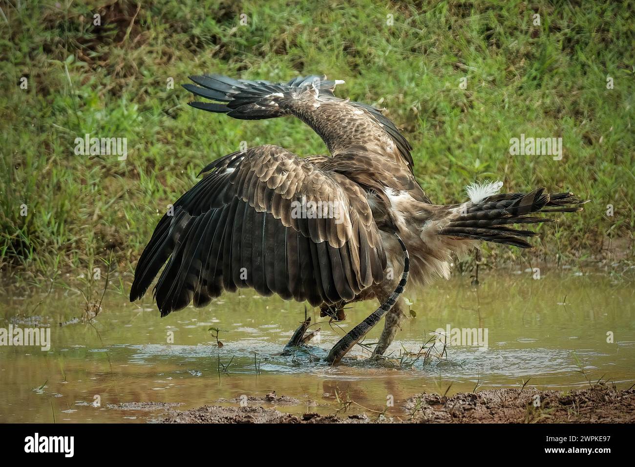 Catch small birds hi-res stock photography and images - Alamy