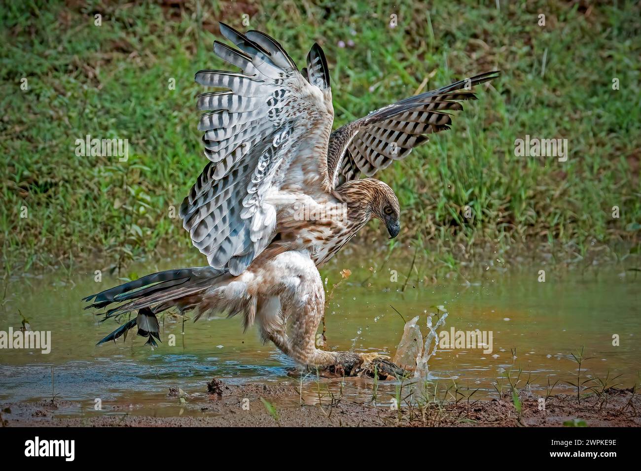 Catch small birds hi-res stock photography and images - Alamy