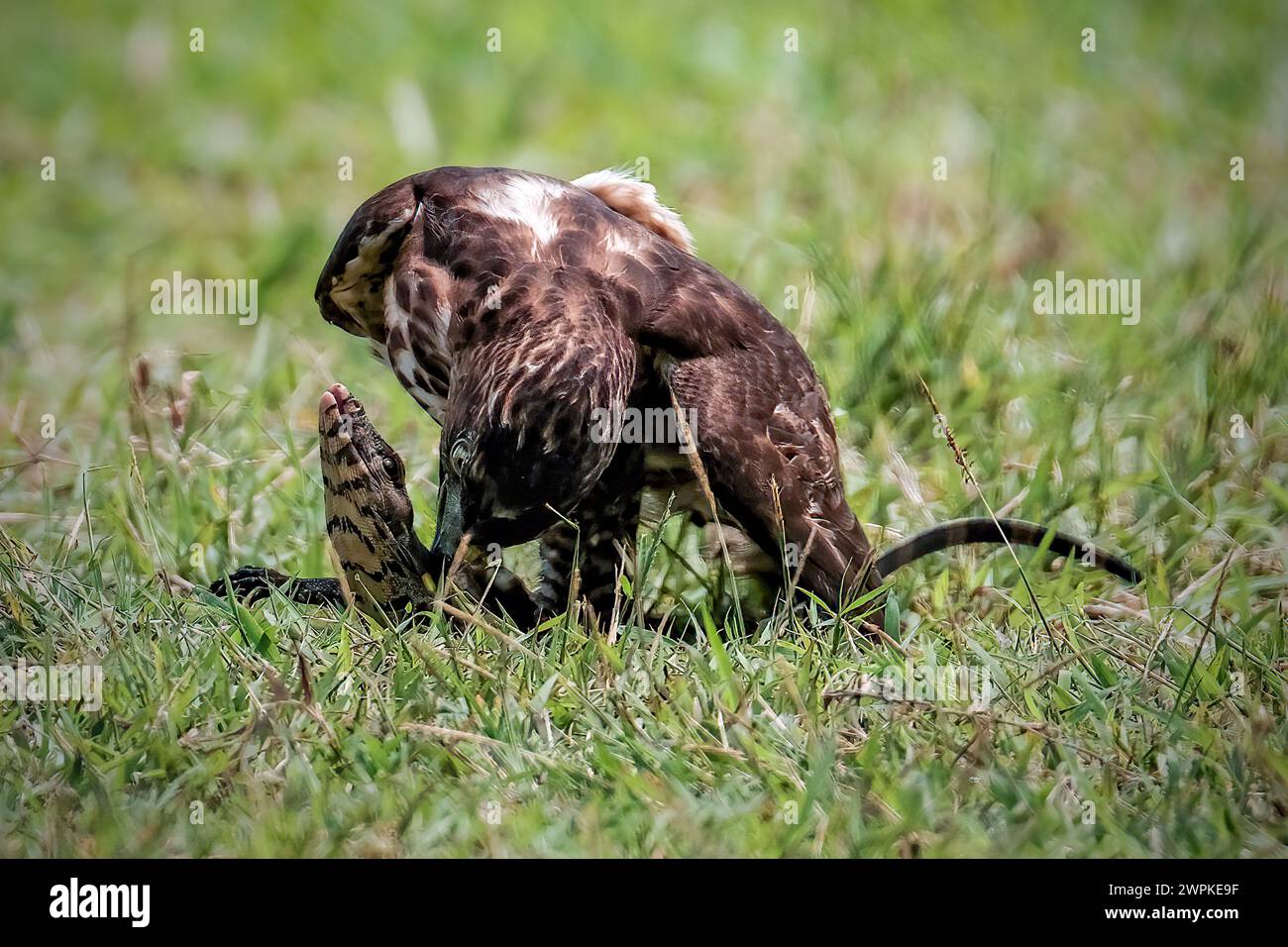 The crested goshawk hi-res stock photography and images - Alamy