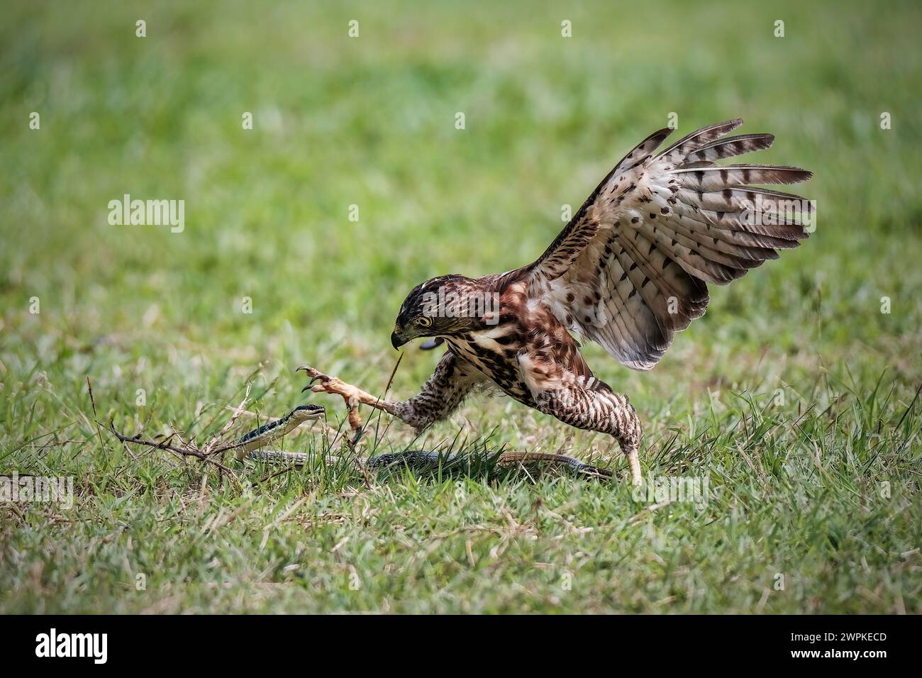 Crested Goshawk bird fighting with snake Stock Photo - Alamy