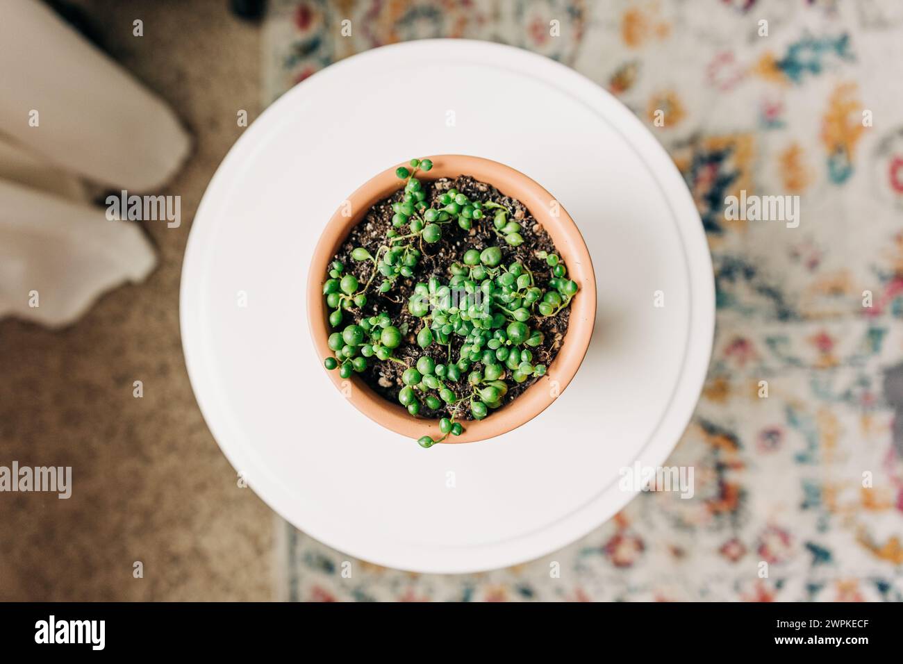 Succulent String Of Pearls on a table Stock Photo - Alamy
