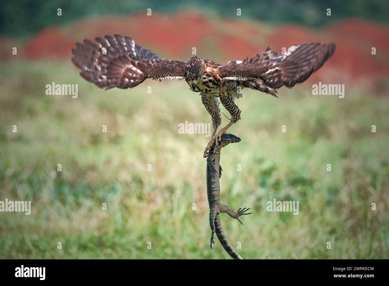 Crested Goshawk bird fighting with snake Stock Photo - Alamy