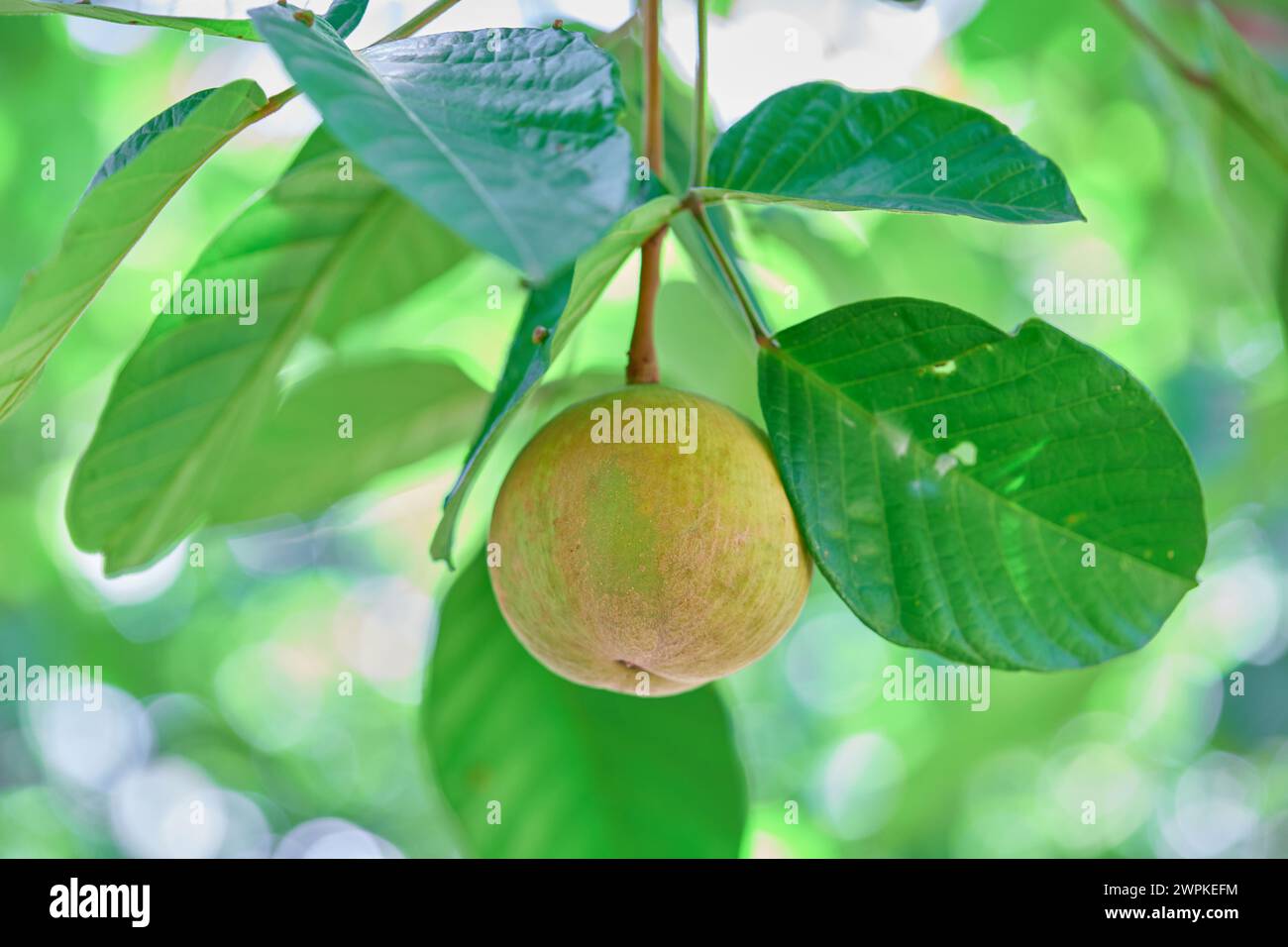 Fruit hanging on tree hi-res stock photography and images - Alamy