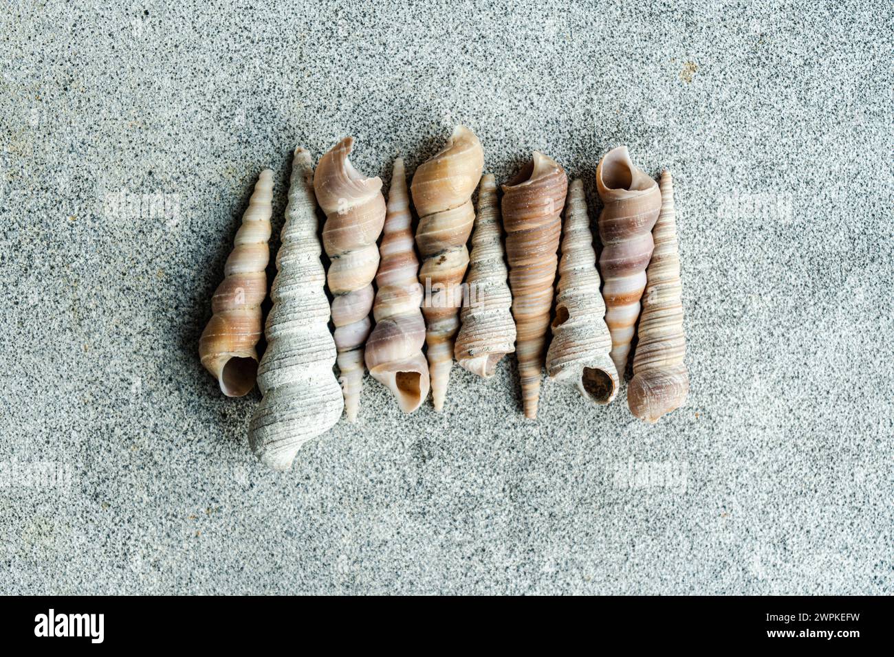 Row sea shells on hi-res stock photography and images - Alamy