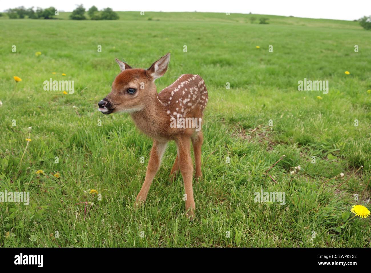 Fawn in a Rolling Meadow Stock Photo - Alamy