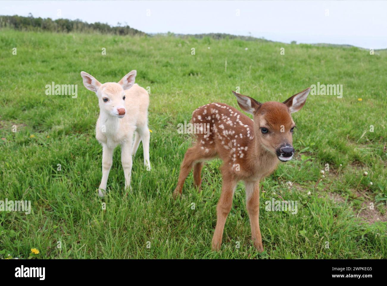 Twin Fawns in a Meadow Stock Photo - Alamy