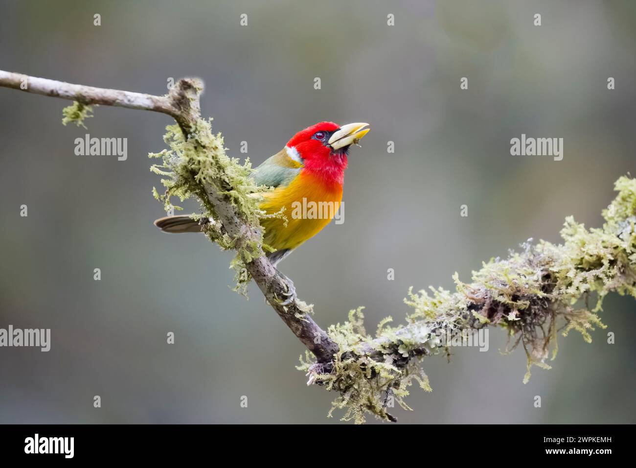 Male Red-headed Barbet in Colombia South America Stock Photo - Alamy